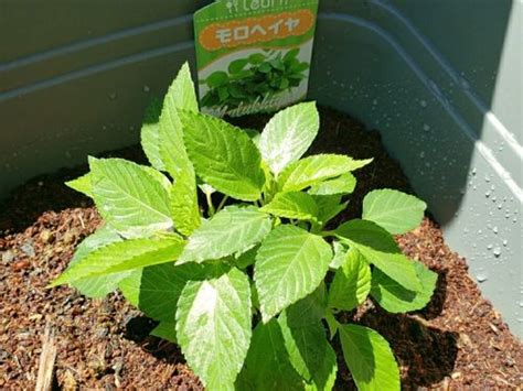 夏植え・夏まき野菜の種類｜家庭菜園で初心者におすすめな品種15選｜🍀greensnap（グリーンスナップ）