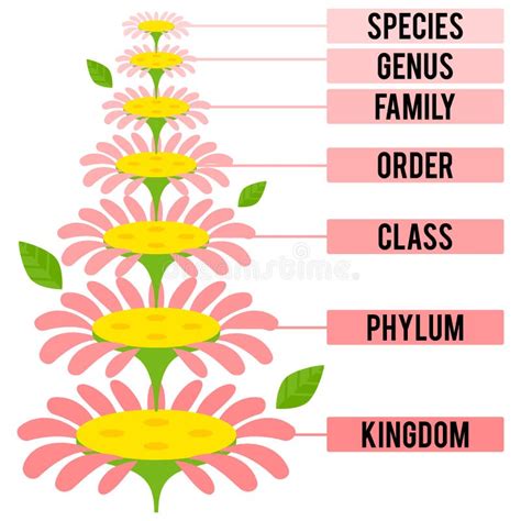 Vector Illustration With Major Taxonomic Ranks Stock Vector