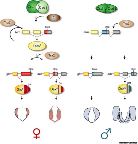 Honeybees Novel Complementary Sex Determining System Function And Origin Trends In Genetics