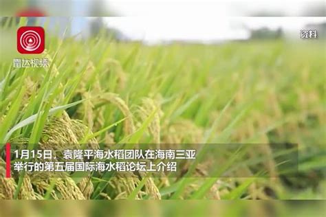 袁隆平海水稻团队：拟8 10年实现1亿亩盐碱地改造整治