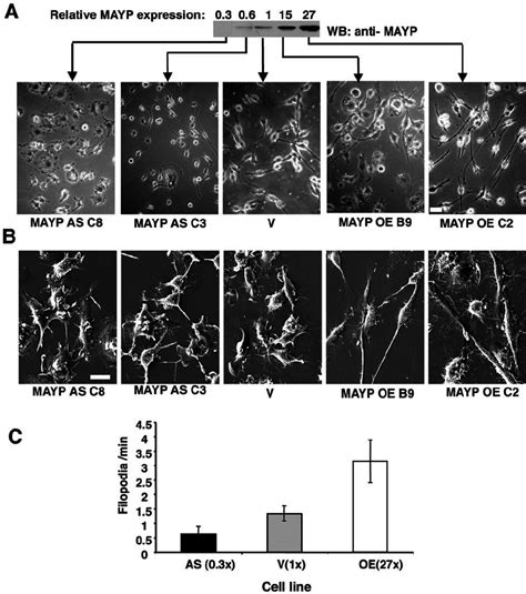 Mayp Inhibits Csf 1induced Membrane Ruffling And Stimulates The