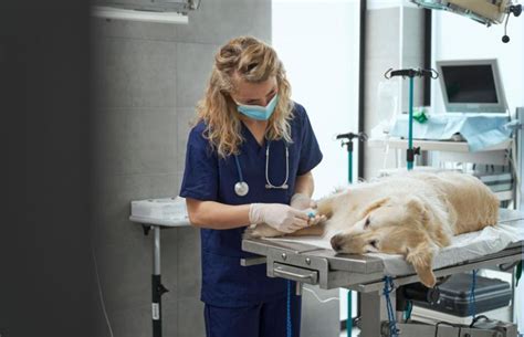 The Cost Of Spaying Or Neutering Your Dog Puppies Diary