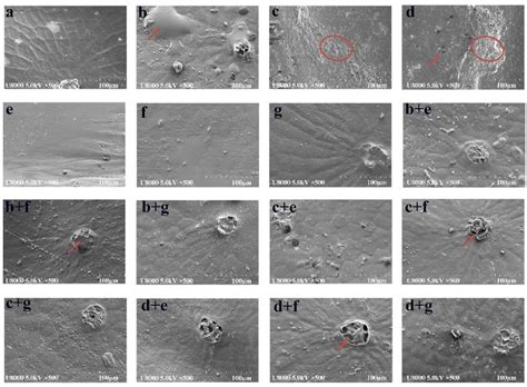 Effects Of Different Pretreatment Methods On Surface Microstructure Of Download Scientific