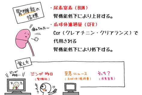 腎機能の指標の種類覚え方。「ジンが昨日、至急ニュース。そっち？」で覚えてみよう。 マンガで看護師国家試験にうかーる。
