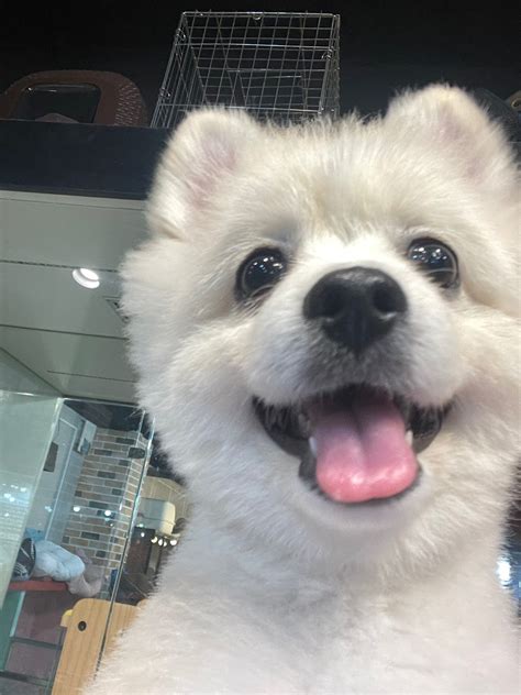 폼피츠두부 강아지 책임분양 ♥ 강아지무료분양 고양이무료분양 유기견입양 아이조아요양보호소