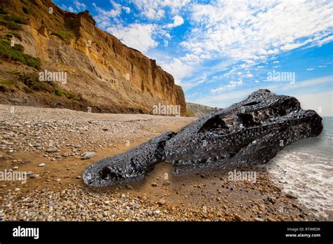 Composite Crocodile Fossil Yaverland Redcliff Whitecliff Sandown