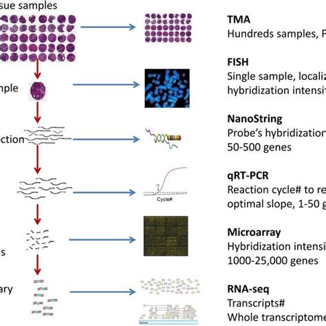Cost And Time Of Qrt Pcr Dna Microarray Nanostring Ncounter Illumina