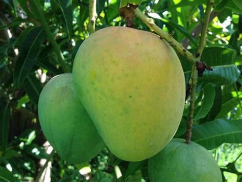 Mango Tree Alphonso Variety Etsy