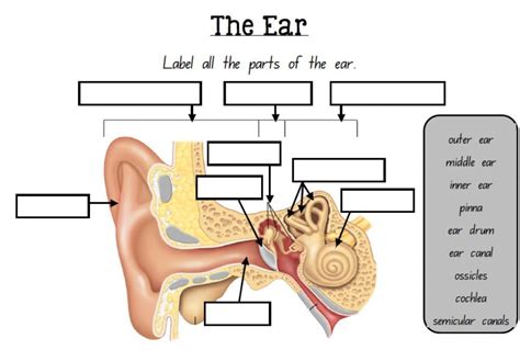 Diagram Of The Ear With Labels Labeled