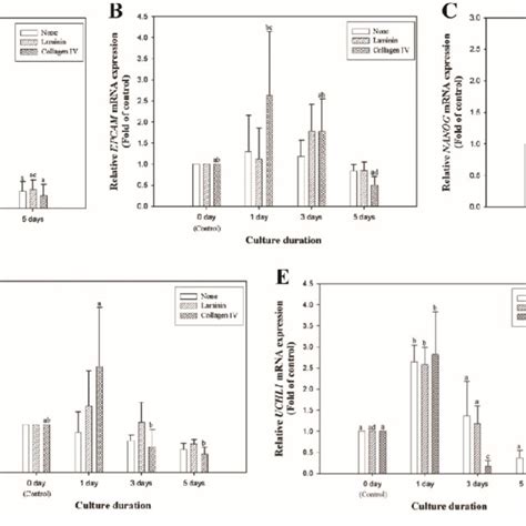 Western Blot Analysis Of The Expression Of Several Testicular Cell