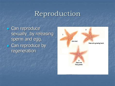 Echinoderms Ppt Download