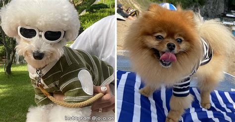 캐주얼한 강아지 옷 추천 12가지 데일리룩으로 활용해요 비마이펫 라이프