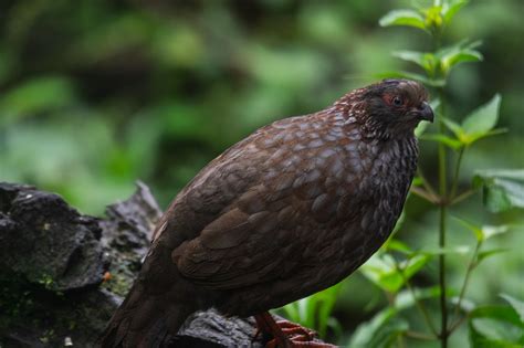 Oiseau Observation Des Oiseaux Photo Gratuite Sur Pixabay Pixabay