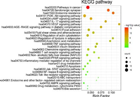 Kegg Pathways Enriched In The Common Targets Download Scientific Diagram