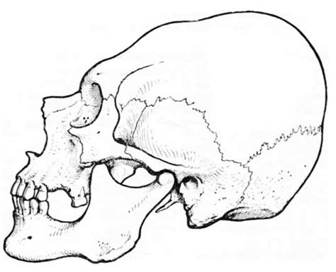 Деформации черепа естественные и искусственные из книги А П Быстрова 1957 г Антропогенез РУ