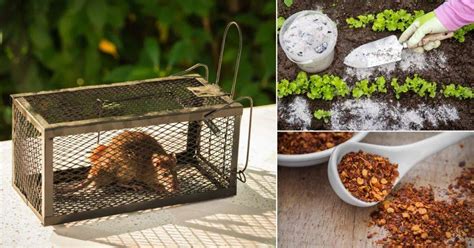 How To Get Rid Of Rats In Home And Garden Fast 24 Best Ways