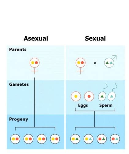 Topic 2 5 Sex Causes And Consequences Flashcards Quizlet