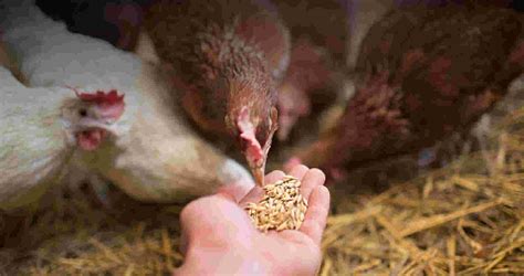 Agriprovit Aneka Pakan Ternak