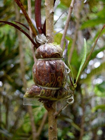 Propagación de capas de aire cómo airear las plantas de capas Eljardin