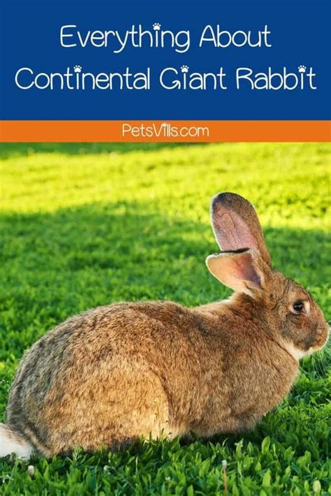 Everything About Continental Giant Rabbits Artofit