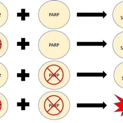 Patel Et Al [47] Concepts Of Synthetic Lethality Here Is The