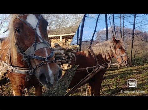 Откуда дровишки? Из леса вестимо.#дача#дрова#теплица - YouTube