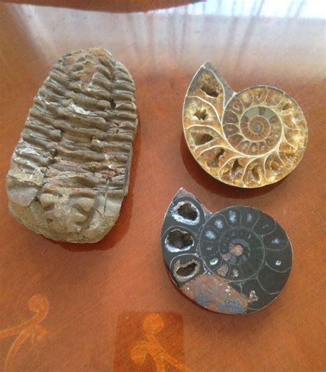 Trilobite And Ammonites Collected From Morocco Trilobite Fossils Ammonite