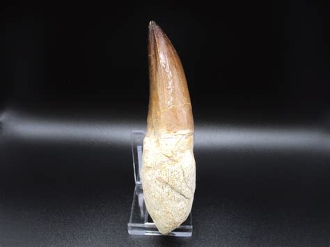 Rooted Prognathodon Mosasaurus Reptile Tooth 6 Fossils For Sale