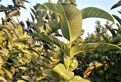Guayaba Características Hábitat Propiedades Y Cultivo Iqdw