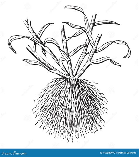Fibrous Root Vintage Illustration Stock Vector Illustration Of
