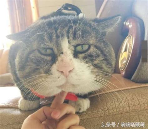 當傲嬌高冷貓咪看見逗貓棒，畫風突變成表情包！太逗了 每日頭條