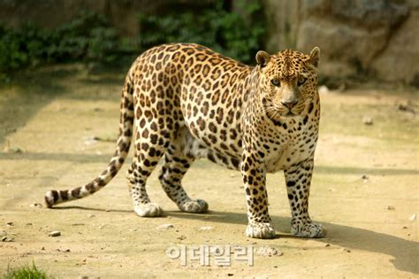 이데일리 멸종동물을 찾아서 살았나 죽었나일제때 사라진 아무르 표범