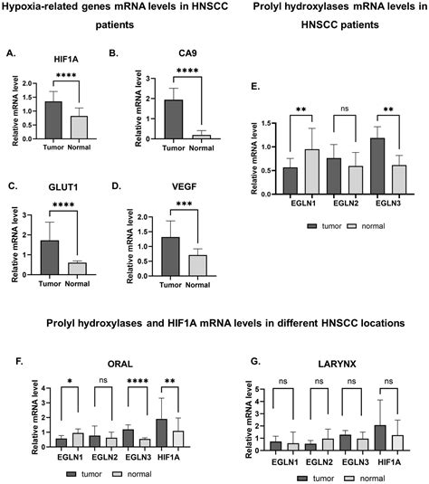 Ijms Free Full Text Understanding Hypoxia Driven Tumorigenesis The