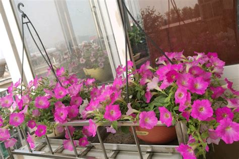 矮牵牛的种植方法及养护技巧 藤本月季网