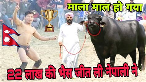 नेपाली ने जीत ली 22 लाख की भैस देवा थापा हो गया माला माल पब्लिक हैरान
