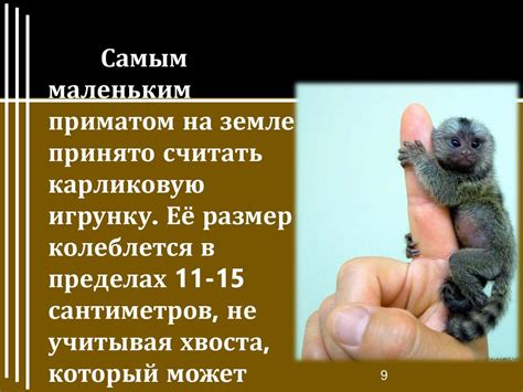 чтение Про обезьянку Борис Житков презентация онлайн