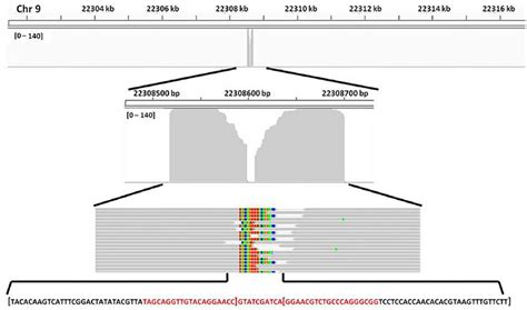 Genome Sequence Coverage Graphs Of Reproducibility Testing Tier 1 Download Scientific Diagram