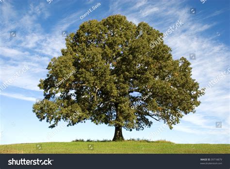 Beautiful Old Oak Trees