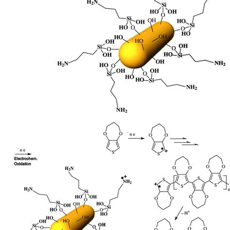 Schematic Illustration Of The Tio 2 Nanorod Surface Modification And