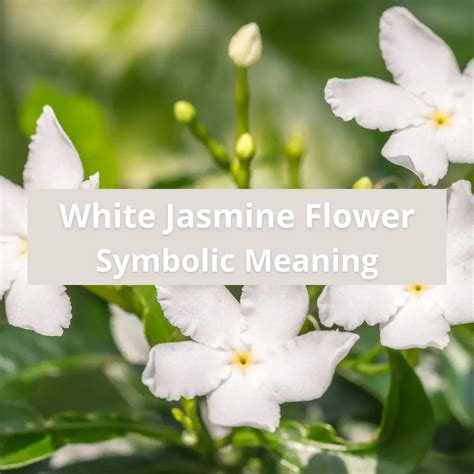 White Jasmine Flowers Symbolic Meanings Symbolic Meaning Of A Flower