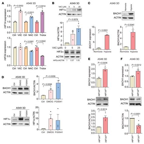 JCI Antioxidants Stimulate BACH1 Dependent Tumor Angiogenesis
