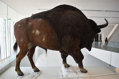 New Ice Age Bison Discovery In Canada