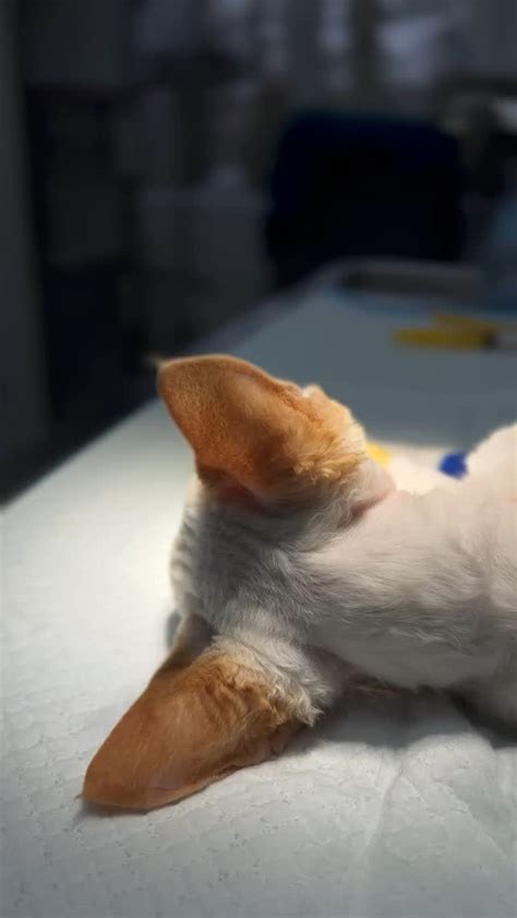 АЛЬБА ЗООВЕТЦЕНТР УЗД діагностика пухнастиків у Боярці ехо серця УЗД черевної порожнини а