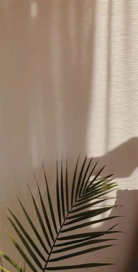 imagens para você usar como papel de parede no seu celular O Segredo