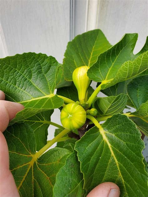 Figbid Online Auctions Of Fig Trees Fig Cuttings And Growing Supplies