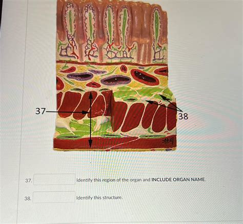Solved Identify this region of the organ and INCLUDE ORGAN | Chegg.com