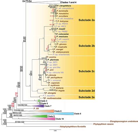 Structure Of Phytophthora Clade 2 In A Genus Wide Phylogeny For The