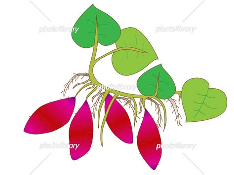 サツマイモのイラスト イラスト素材 4683227 フォトライブラリー photolibrary