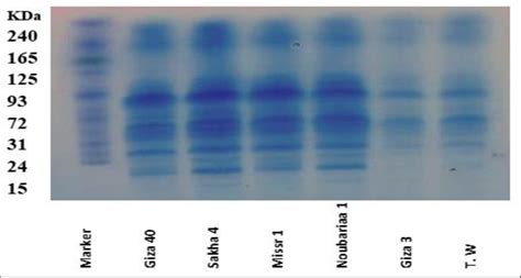 B Sds Page Profiles Of Soluble Proteins Extracted From Some Faba Bean Download Scientific
