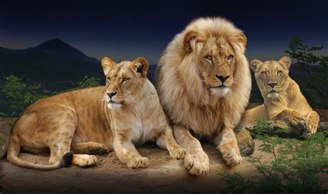 Leones